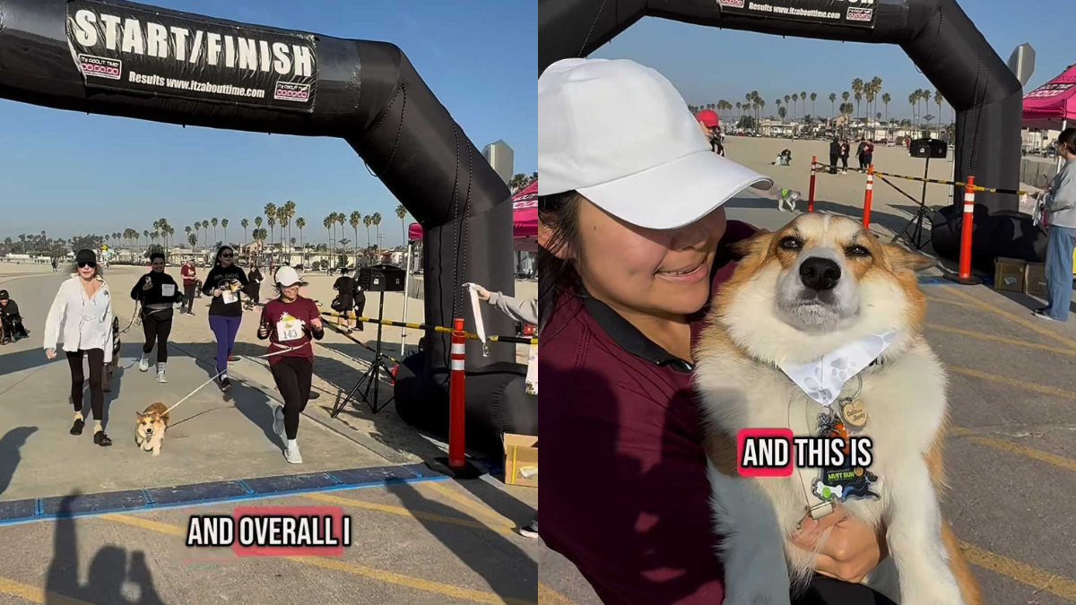 Video: Corgi Successfully Runs His First 5K Marathon & Gets a Medal as ...