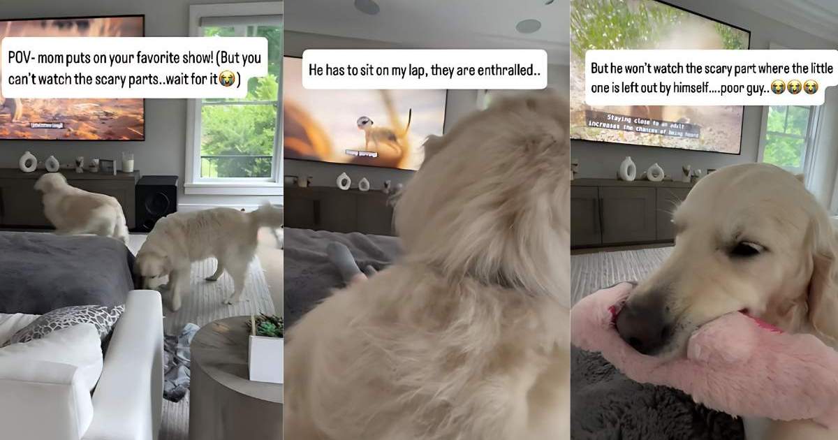 Video: Dog Looks Away From TV as Scary Bits From Favorite Show Play ...