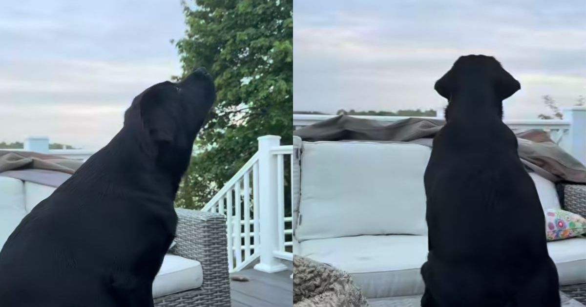 Video Shows the Focus with Which a Labrador Watches Every Plane Land