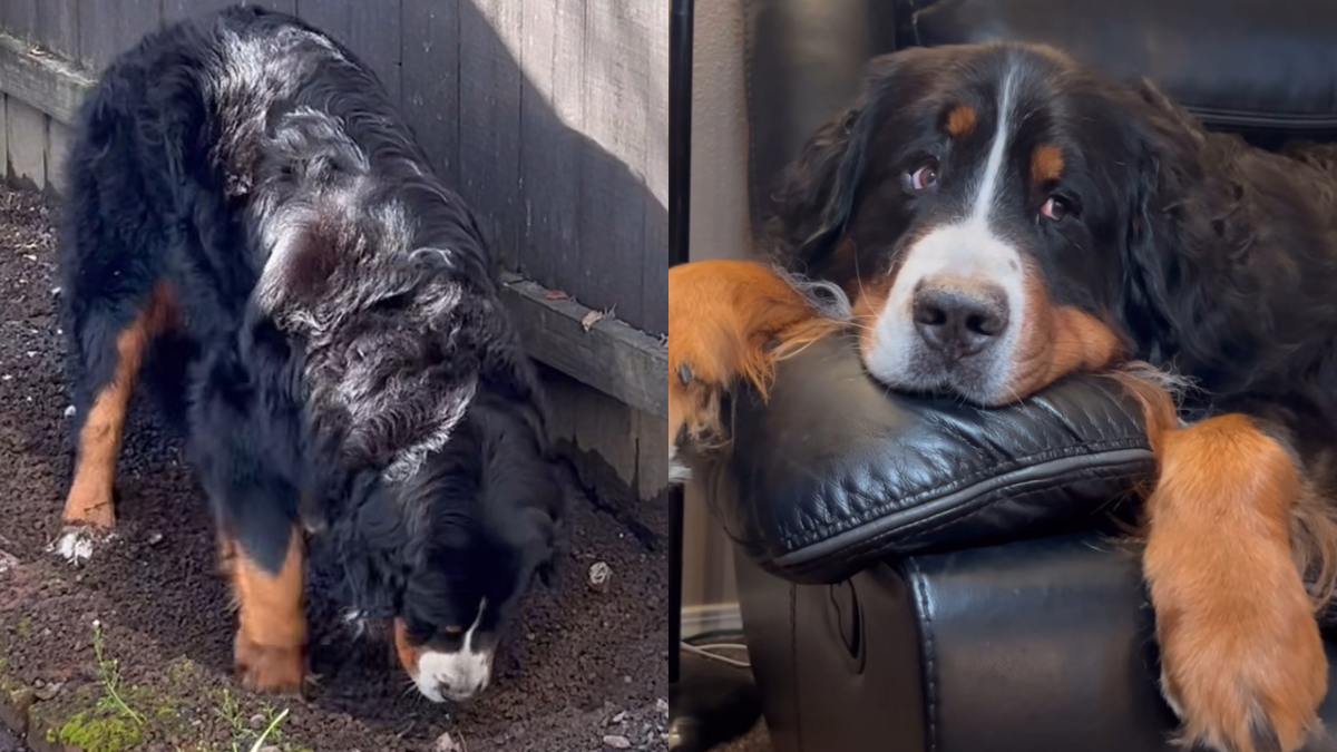 Video: Owner Shows What One Gets When They Have a Bernese Mountain Dog ...