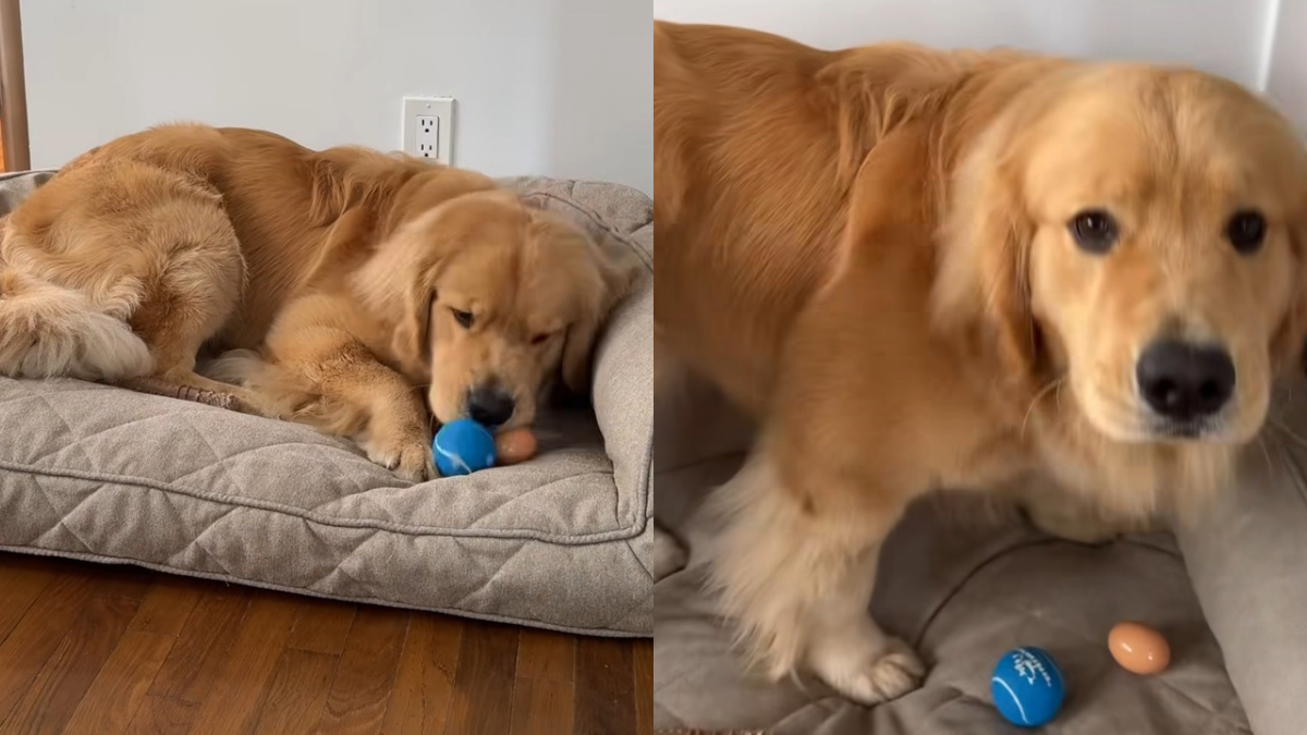 Golden Retriever Is Unbelievably Gentle With an Egg in Adorable Video ...
