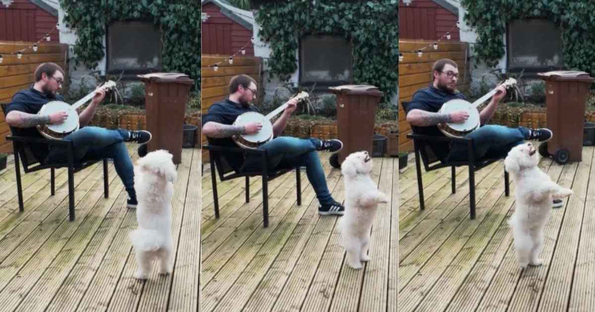 Video: Cute Dog’s Dancing Skill Is on Another Level - DogTime