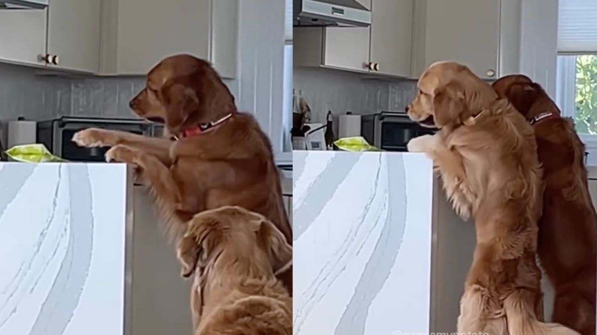 Golden Retrievers Are Partners in Crime in Funny Video - DogTime