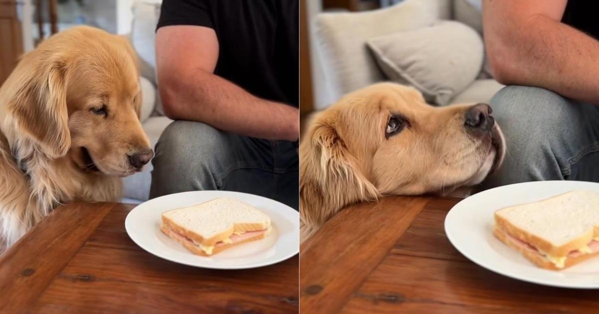 Video: Golden Retriever Is 'Pro' at Begging for Food
