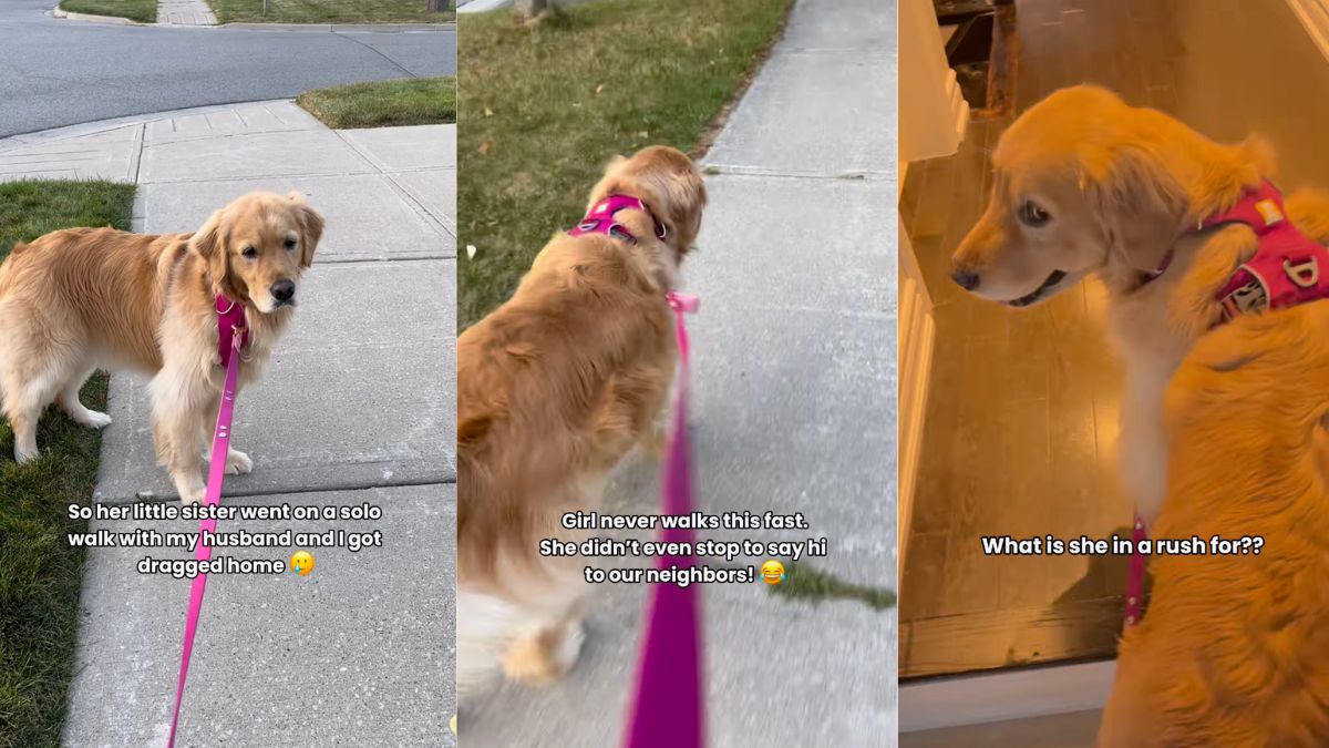 Video: Golden Retriever Drags Mom Home Mid-Walk To Deal With Unfinished ...