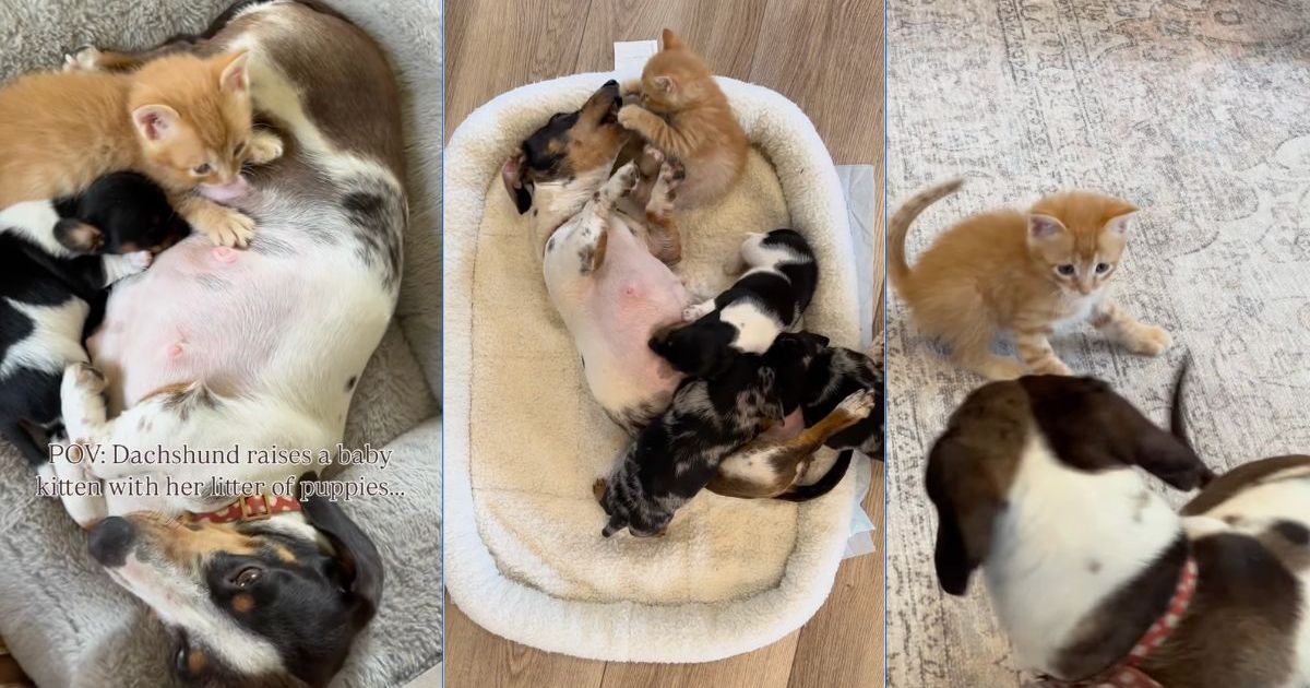 Video: Dog Mom Goes Viral for Raising a Kitten with Her Newborn Puppies ...