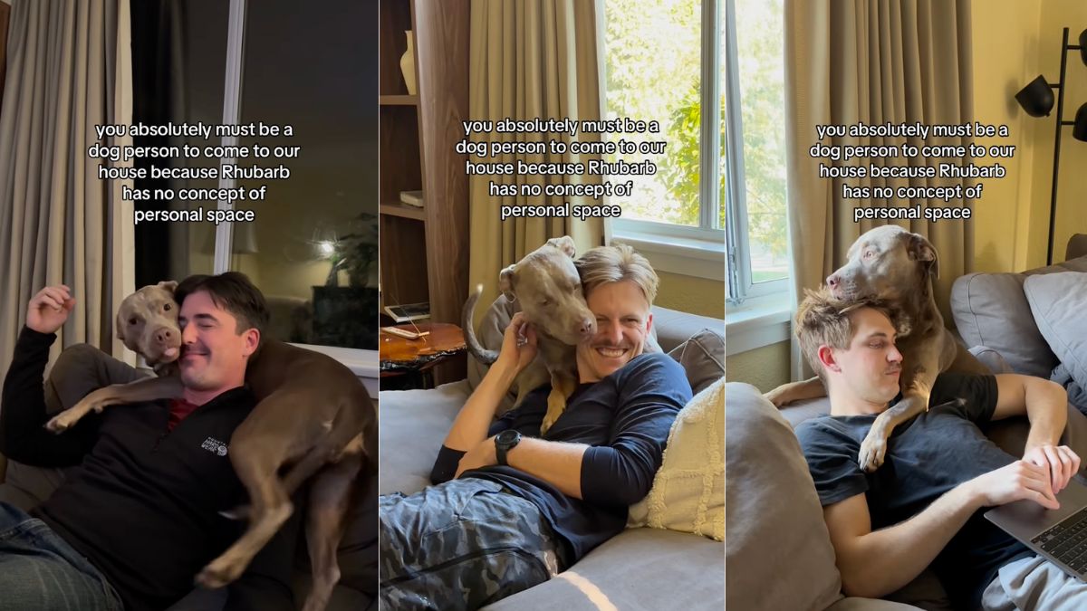 Video: Owner Shares Why One Must Be a ‘Dog Person’ To Visit Their House ...