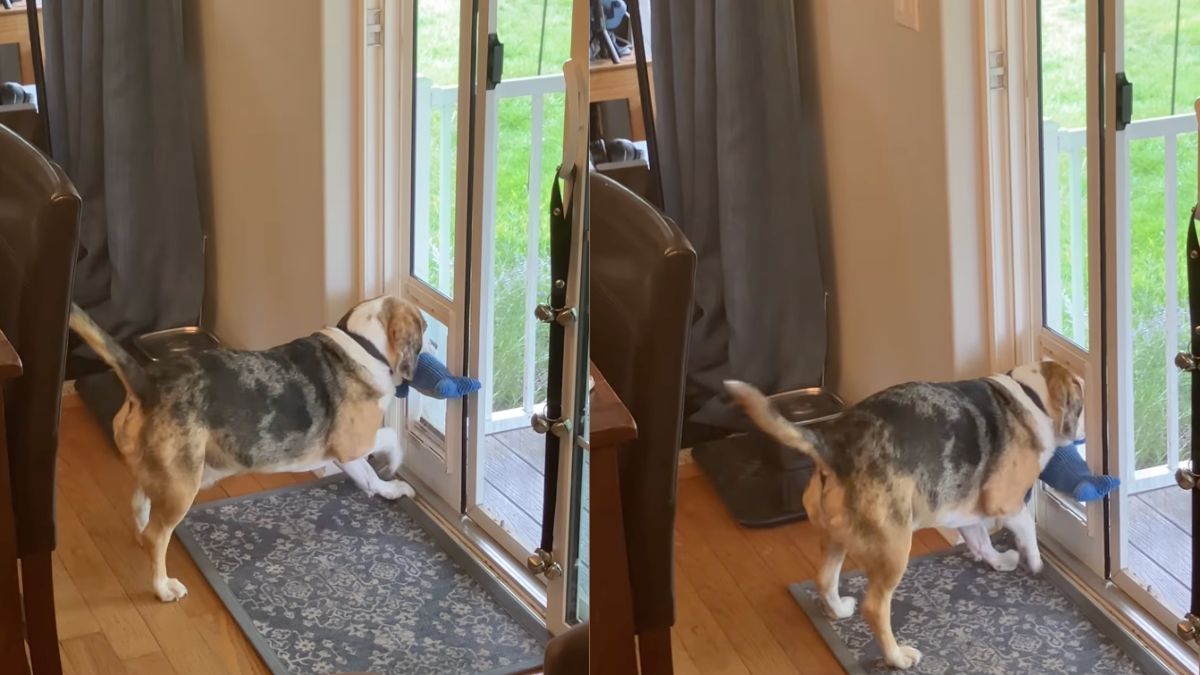 Dog 'Thief' Caught Stealing Neighbor's Dog Toy in Funny Video - DogTime