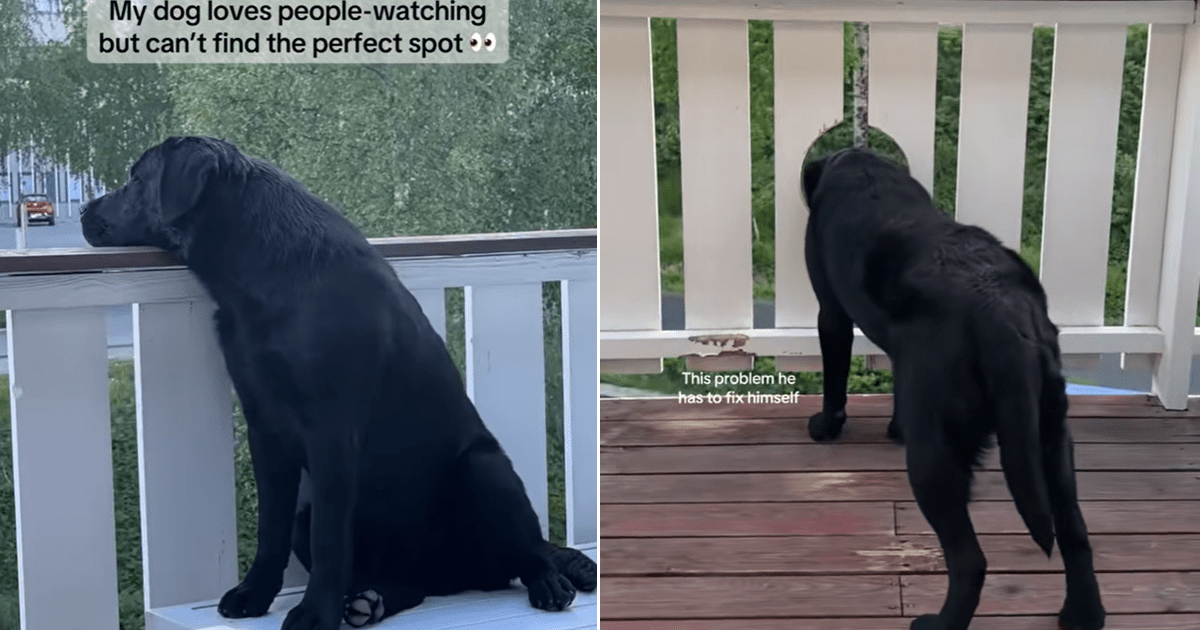 Video: Labrador Enjoys ‘People-Watching’ So Owner Made Him His Own Spot ...