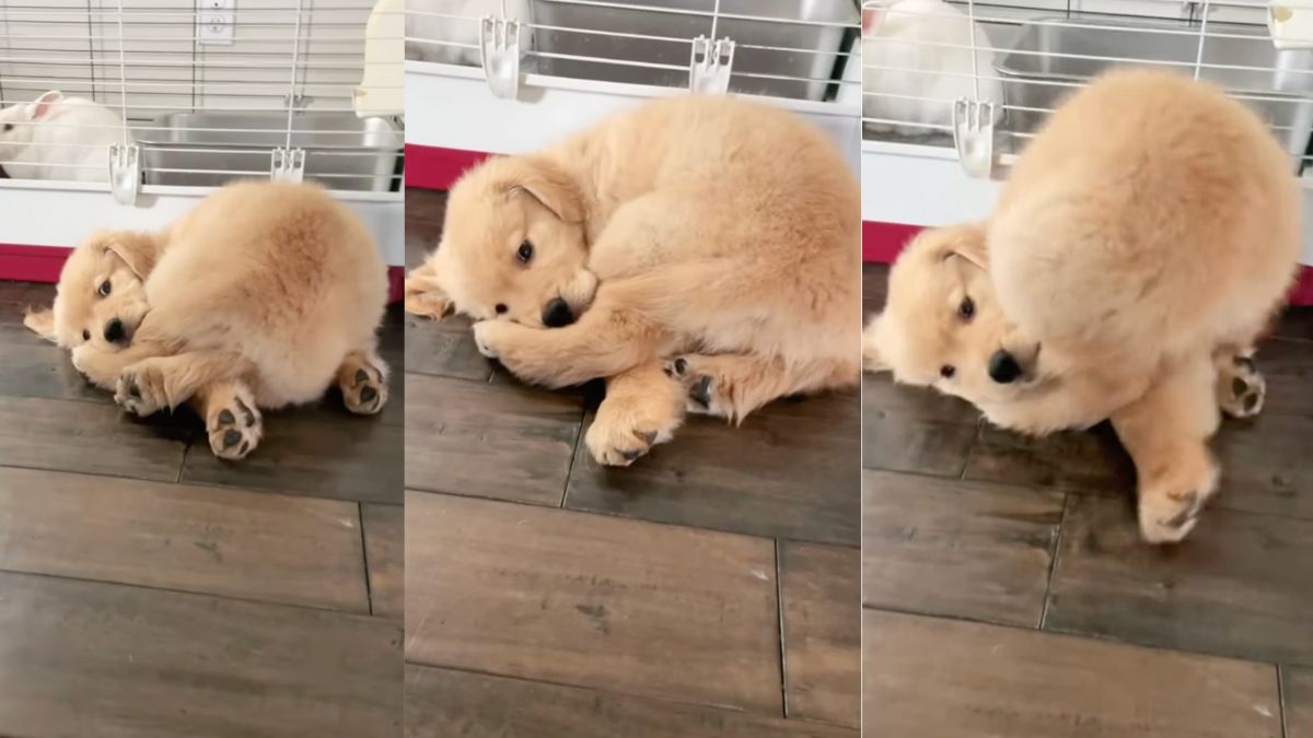 Golden Retriever Puppy Never Loses His Favorite Toy, Video Explains Why ...