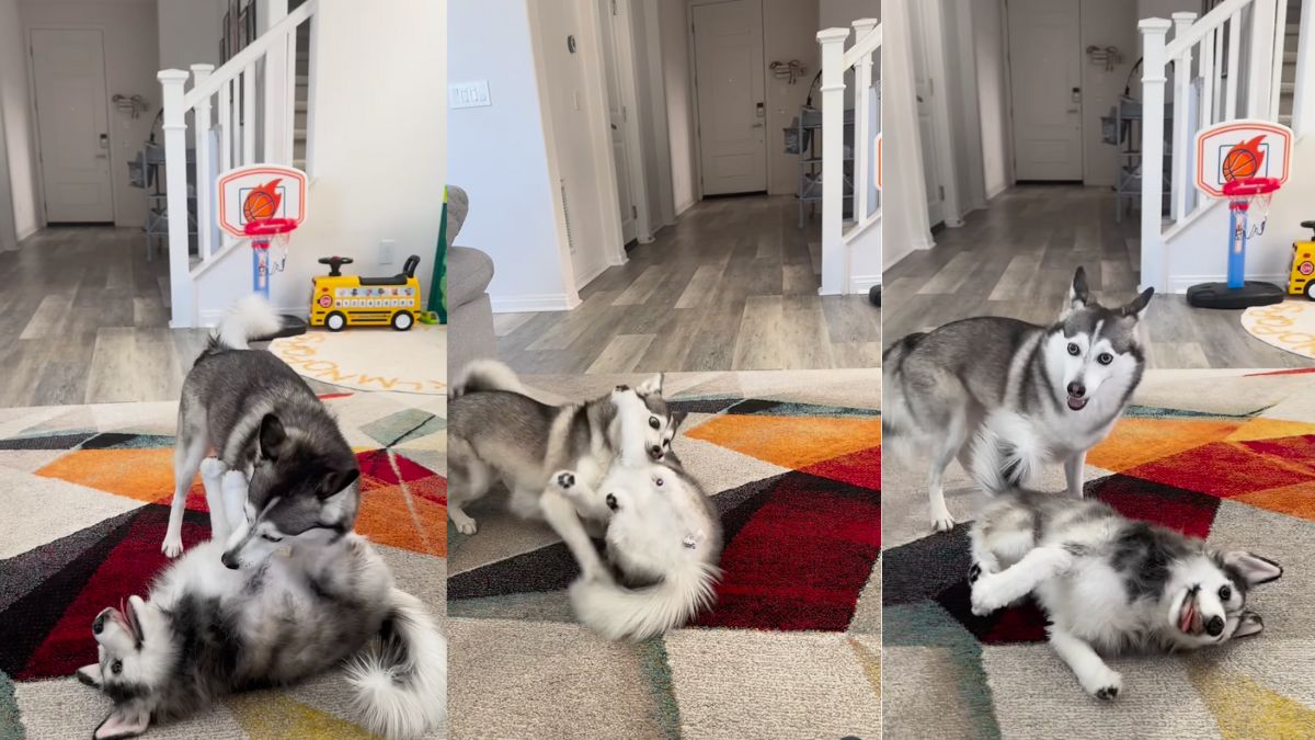 Video: Pomsky Rejects Her ‘Cuddle Clone’ in the Most Hilarious Way Possible - DogTime