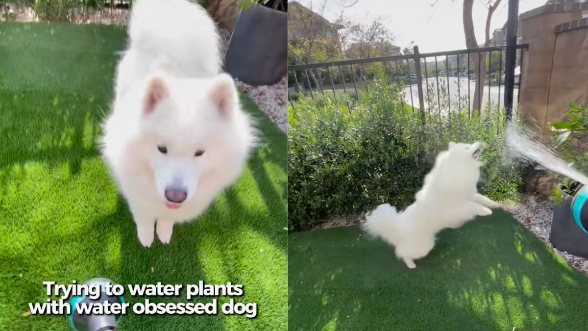 Video: Samoyed’s Obsession With Water Creates Hurdles for Owner - DogTime