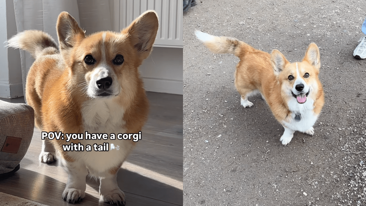 Video: Corgi & His Wagging Tail Will Steal Anyone's Heart - DogTime