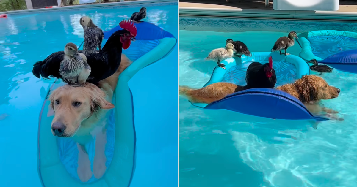 Video: Golden Retriever Floats in Pool With Duck & Chicken Friends on ...
