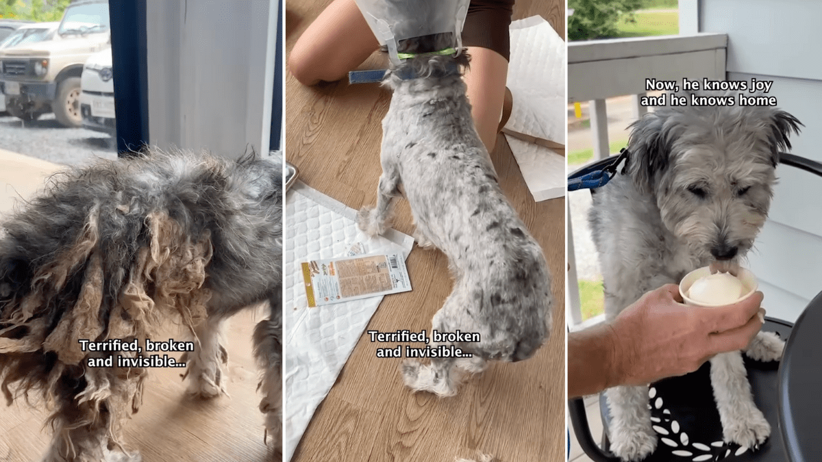 'Shutdown' Dog Transforms After Knowing What 'Home' Is in Moving Video ...