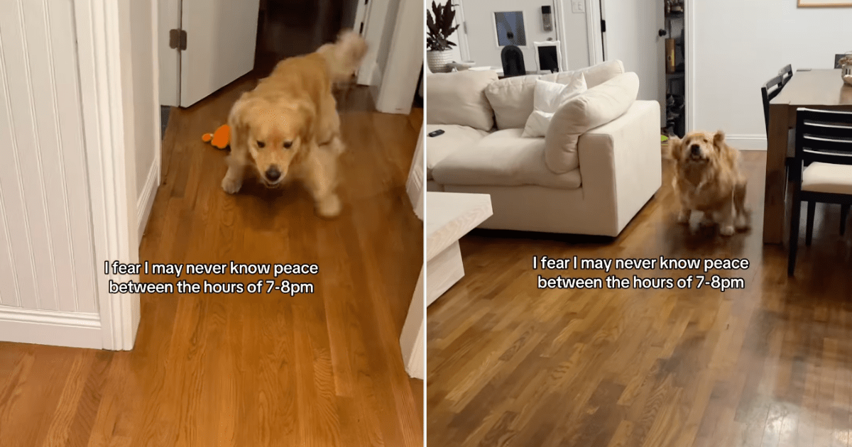 Video: Owner’s Dog Never Allows Them Peace for One Specific Hour in the ...