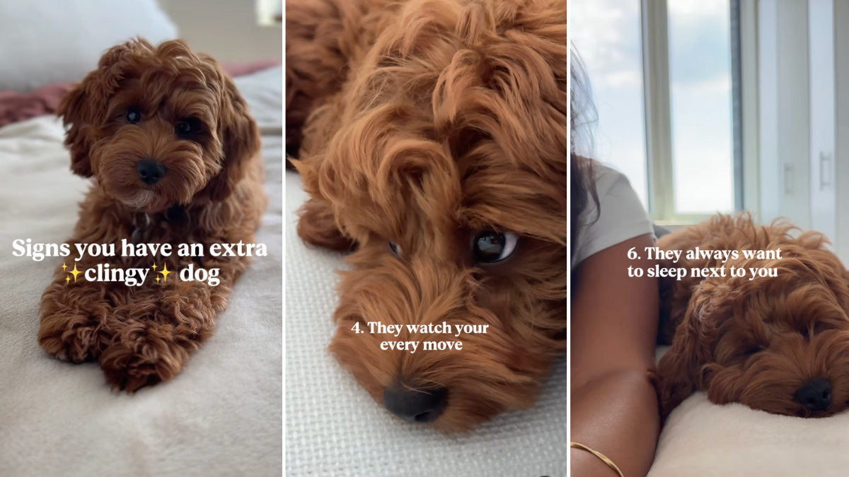 Video: 'Velcro' Cockapoo Puppy Proves Her Clinginess in More Ways Than ...