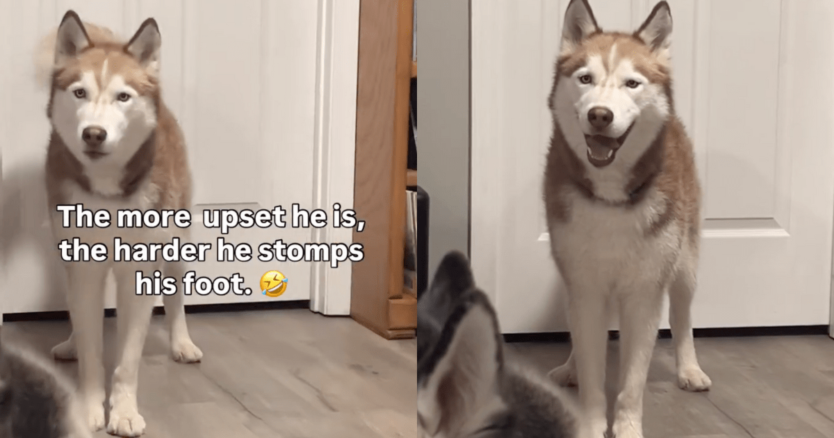 Video: Husky’s Foot Stomps Increase With How Upset He Is - DogTime
