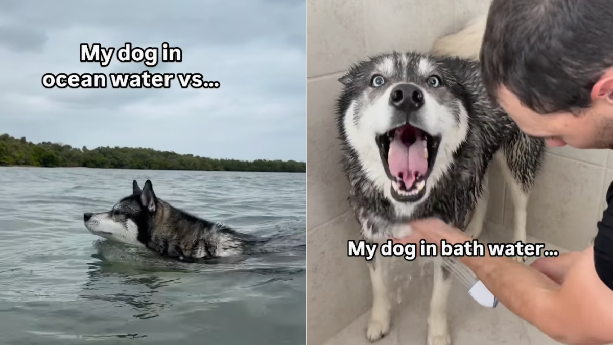 Video: Husky in Ocean Water vs Bath Water Is Wildly Different - DogTime