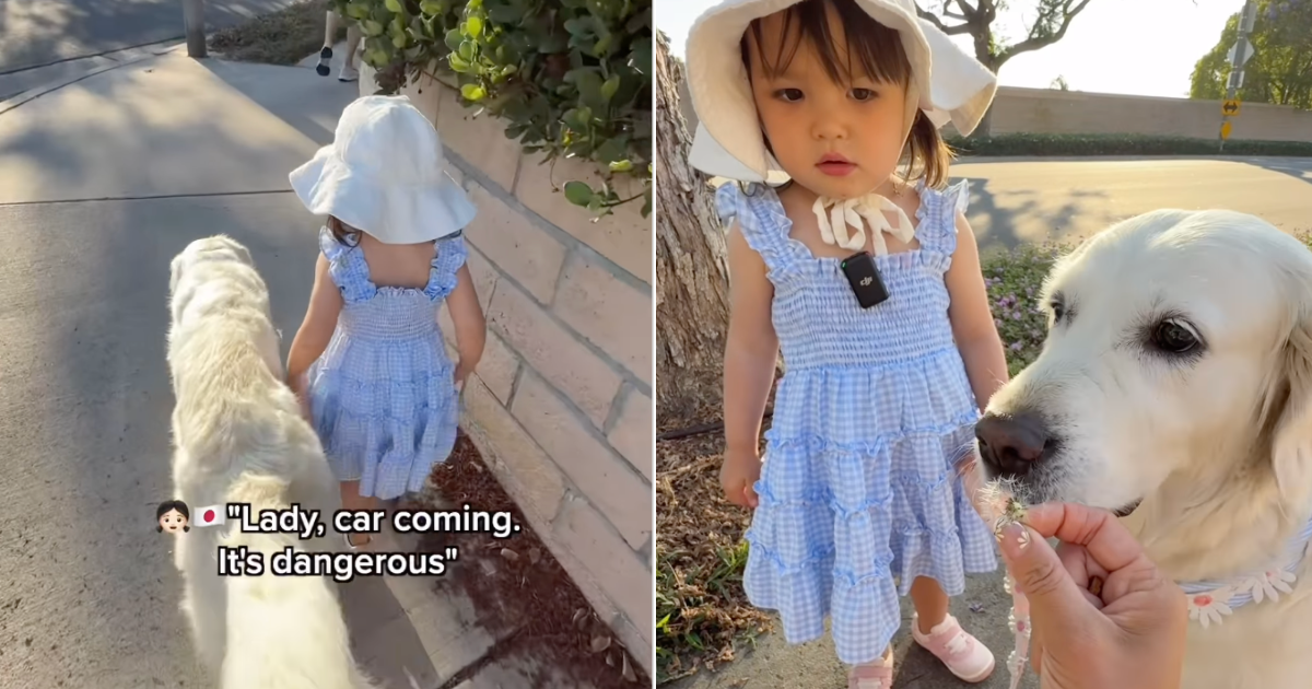 Video: Toddler Taking Golden Retriever Out for Walk Is Truly Wholesome ...