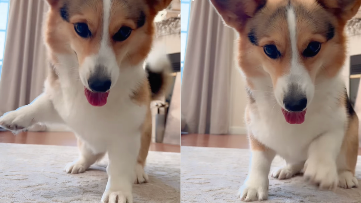 Video: Corgi Steals Hearts With Cute Tippy Taps Dance - DogTime