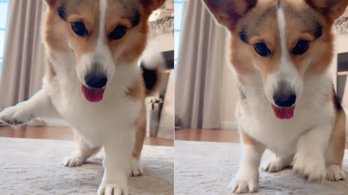Video: Corgi Steals Hearts With Cute Tippy Taps Dance - DogTime