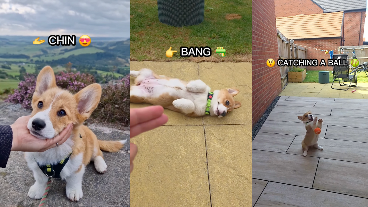 Video: Corgi Puppy Steals Hearts With Amazing Tricks - DogTime