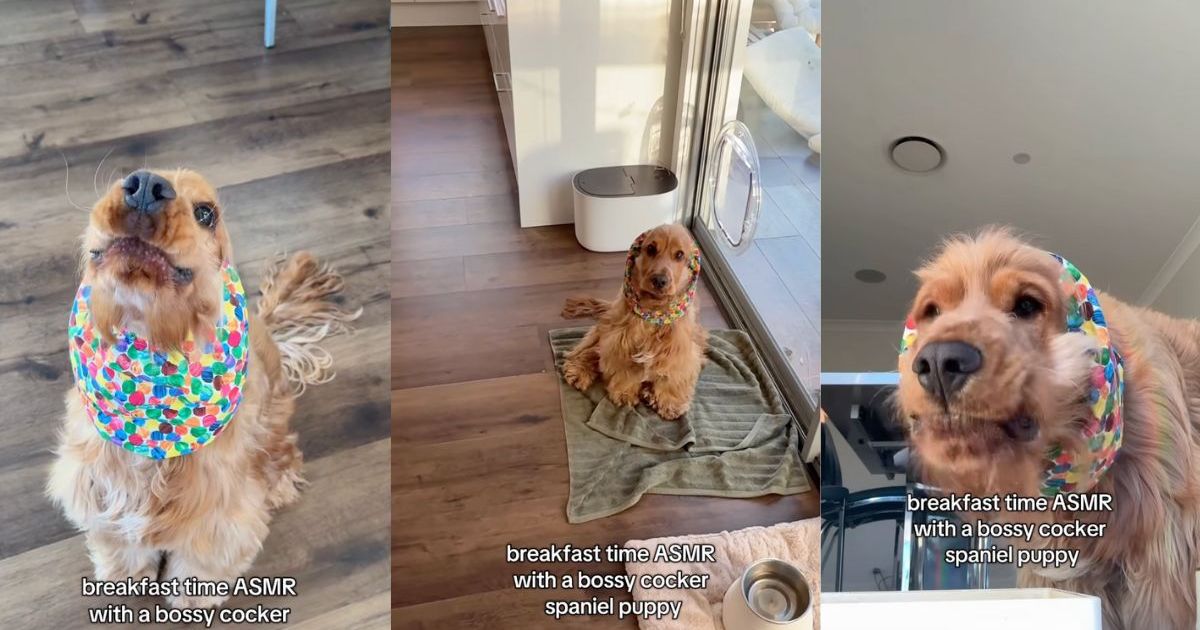 Video: ‘Bossy’ Cocker Spaniel Gets Extremely Vocal During Breakfast ...