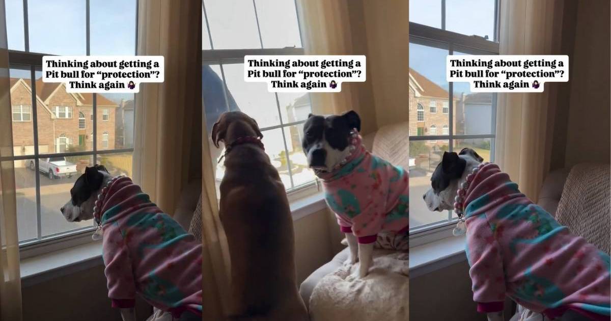 Owner’s Dog Hilariously Makes One Rethink About Getting Pit Bull for ...