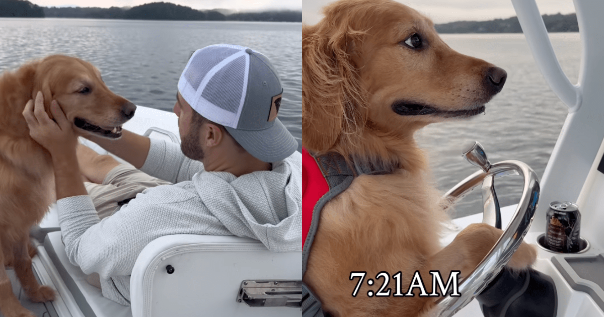 Video: ‘Soul Dog’ Soaks up More of Life With Owner After Health Scare ...