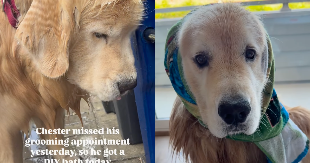 Video: Dog Misses Grooming Appointment & Ends up Getting ‘DIY Bath ...