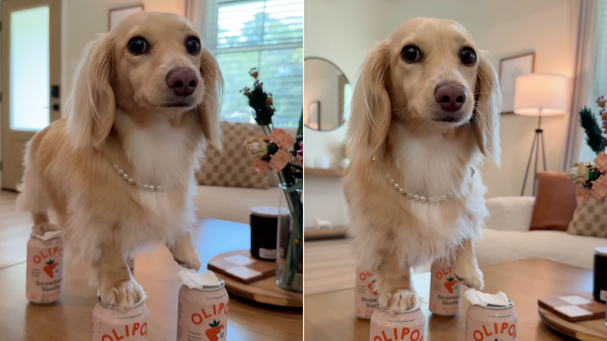 Video: Mini Dachshund Aces Nicki Minaj's Viral 'High School' Trend ...