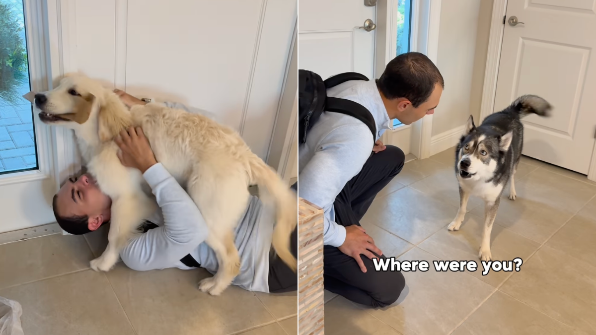 Video: 4 Dogs Greeting Dad When He Comes Home Is Very Different - DogTime