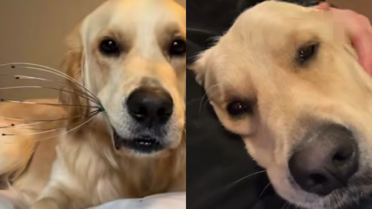Video: Owner Shares Things Golden Retriever Does That Make No Sense ...