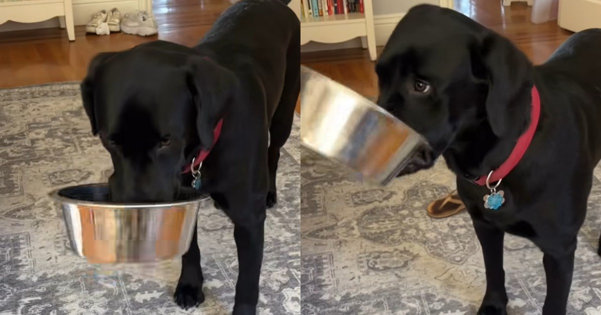 Video: Labrador Demands Food, but Not in the Way You're Used to Seeing ...