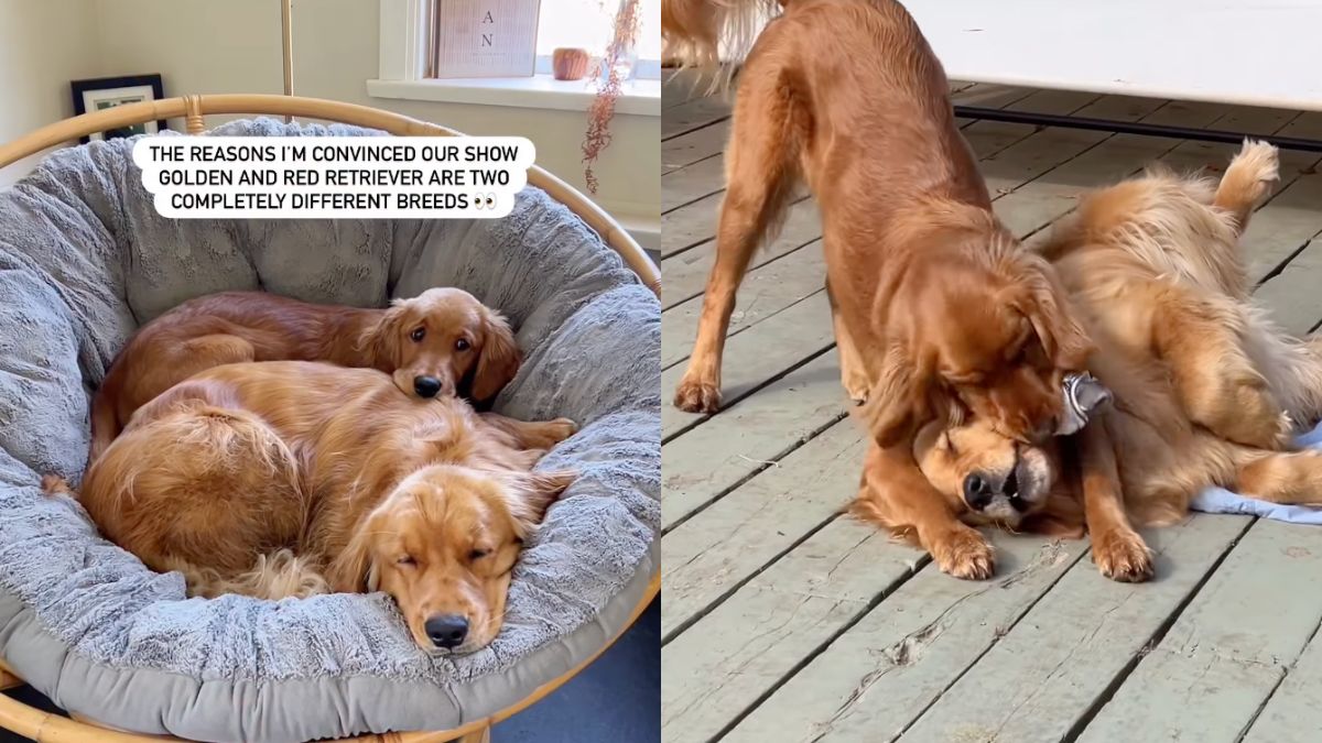 Video: Owner Is Convinced Her Two Golden Retrievers Are ‘Completely Different Breeds' - DogTime