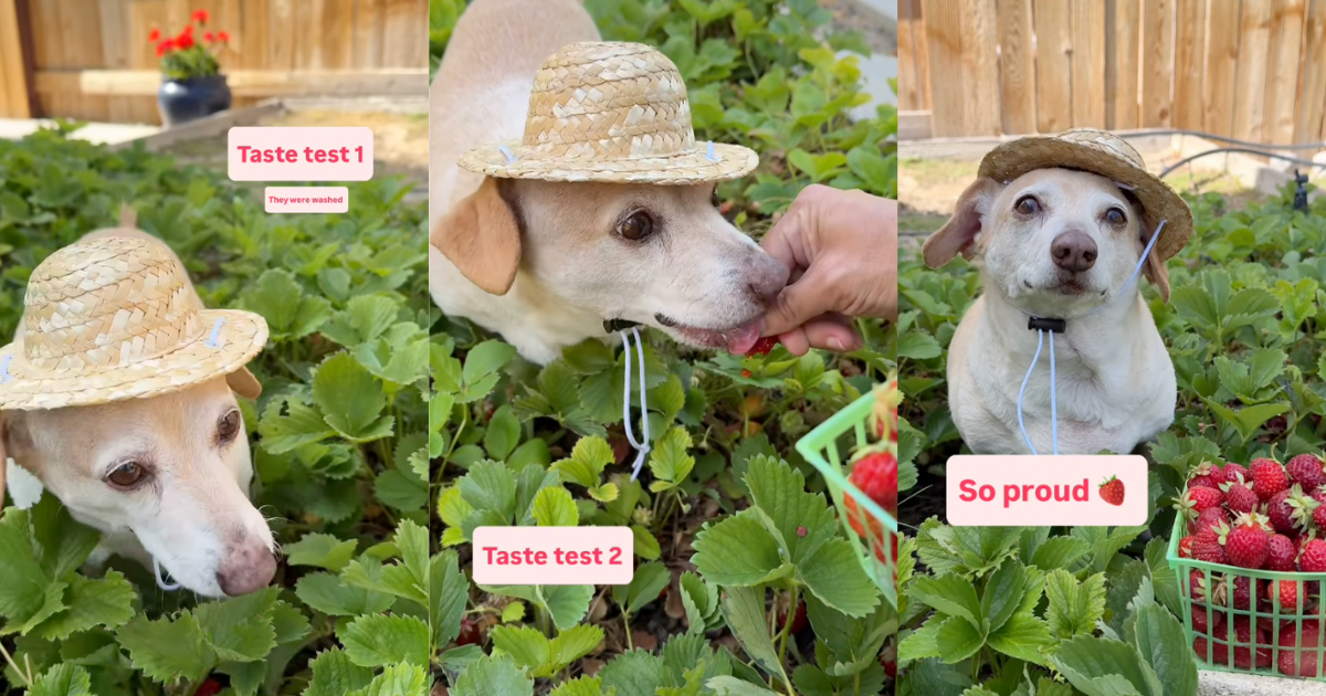 Video: Rescue Dog Is ‘Proud’ After Picking Strawberries His Own Way ...