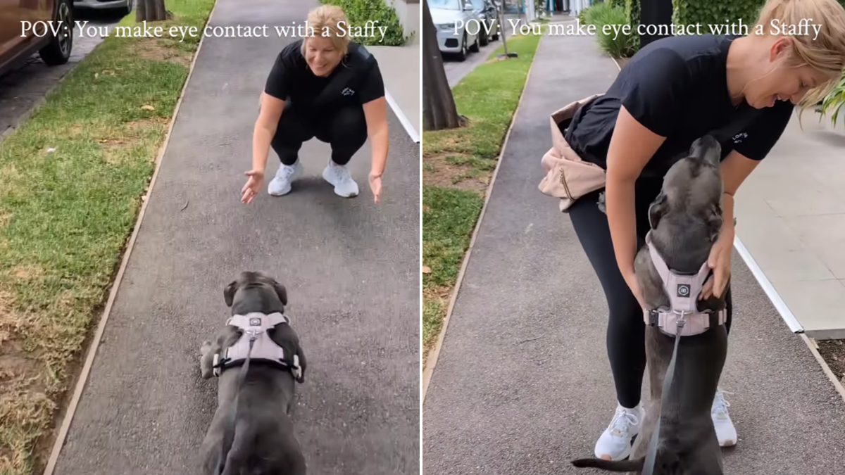 Video: Eye Contact Activates Endless Tail Wags for This Staffy - DogTime