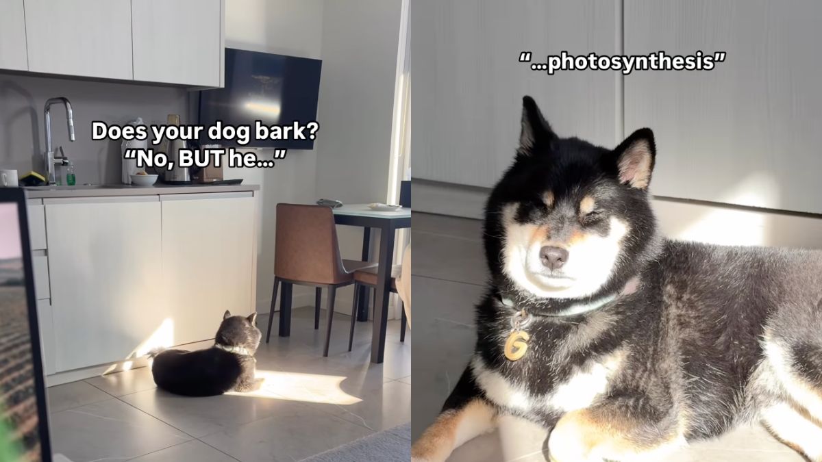 Video: Owner Calls Shiba Inu ‘Solar-Powered Doggo’ for This Reason ...