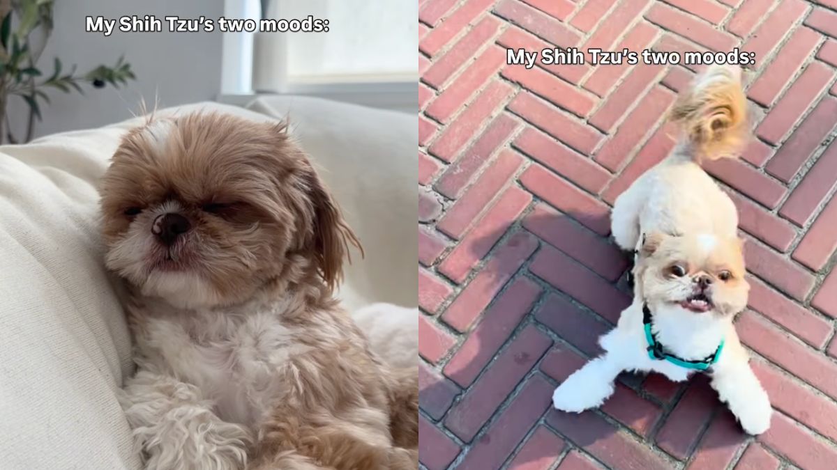 Video: Owner Reveals Two Moods of Adorable Shih Tzu - DogTime