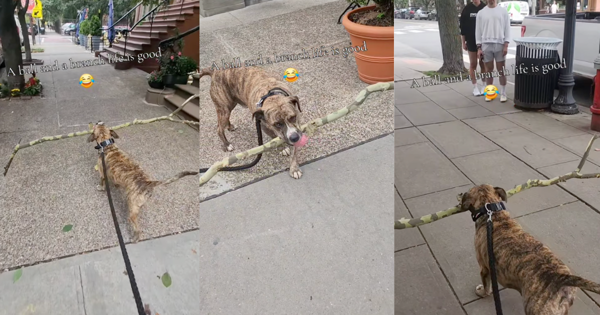 Video: Branch-Obsessed Dog Entertains Locals as He Navigates Way Back ...