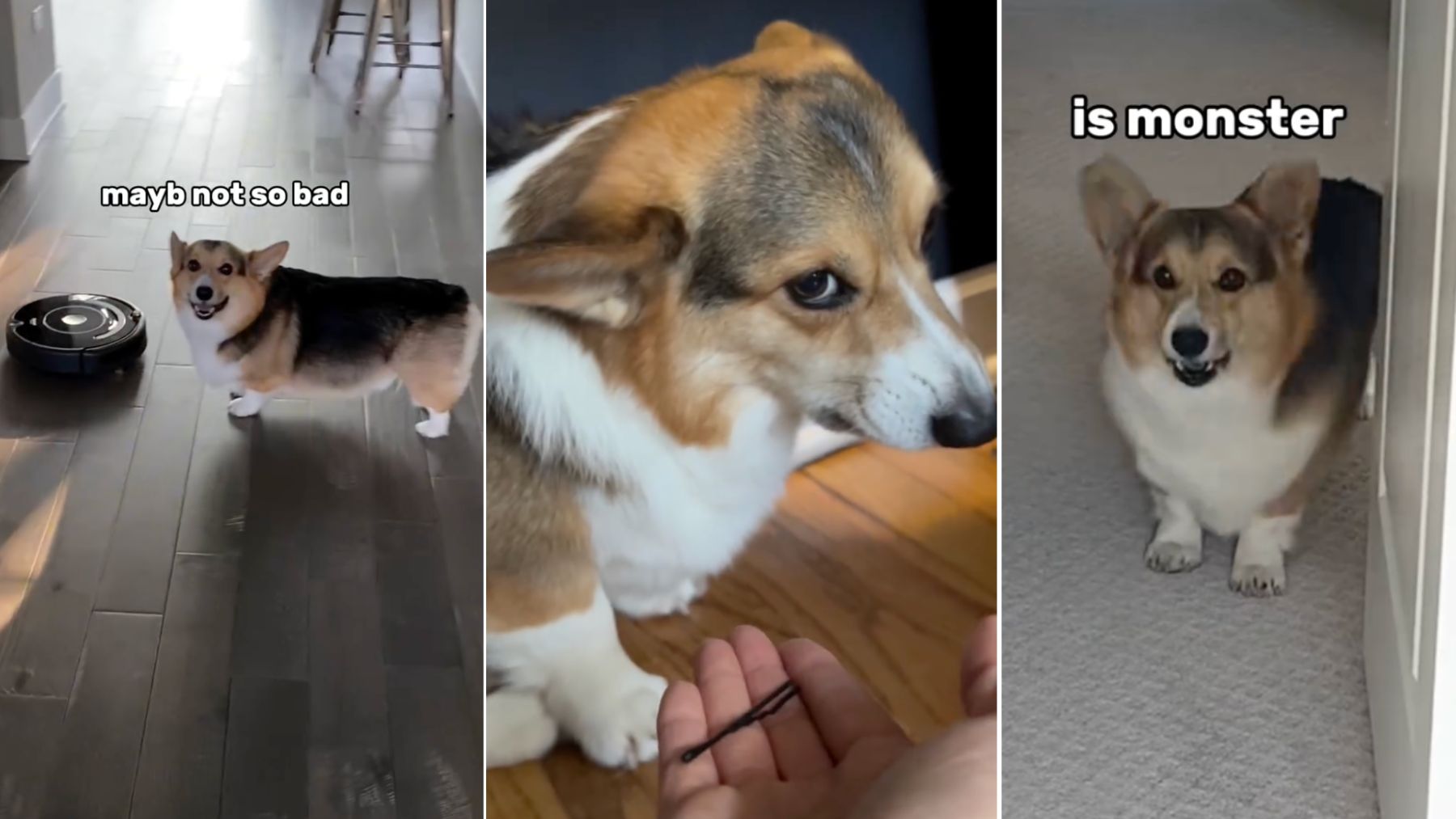 Video: Owner Reveals Objects Corgi Finds ‘Questionable' - DogTime