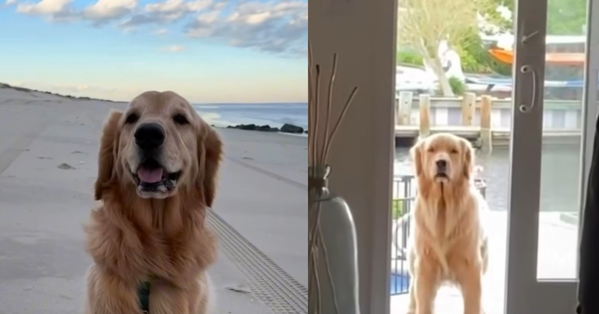Video: Golden Retriever Has Two Strikingly Different Personalities ...