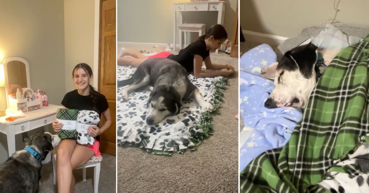 Video: Girl Spends Her Own Money To Make Rescue Dog a 'Special Blanket ...