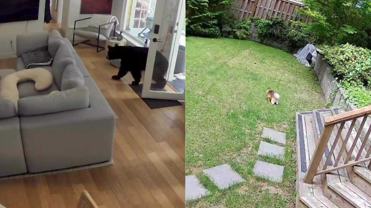 Video: Owner’s Camera Shows Pomeranian Puppy Chasing Big Bear Out of ...