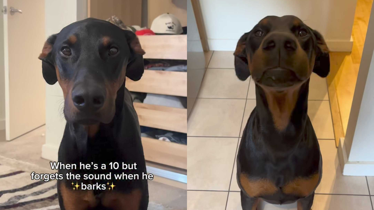 Video: Doberman's Bark Sounds Are Different & Adorable - DogTime
