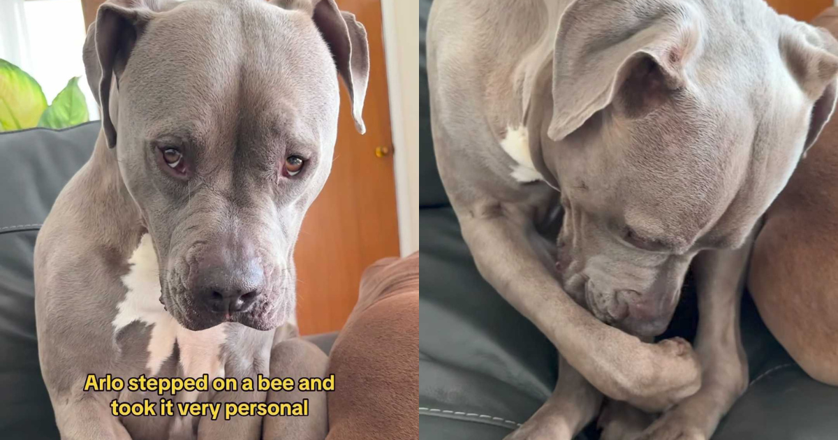 Video: Owner Shows How XL Bully Stepped on a Bee & Took It to Heart ...