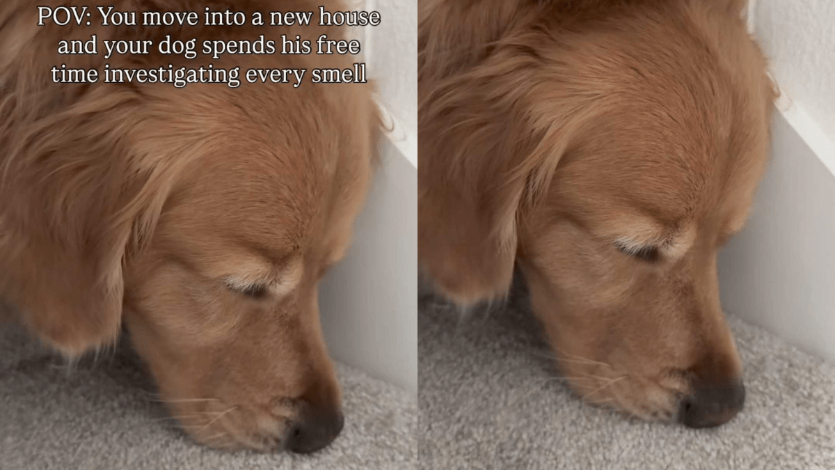 Video: Golden Retriever Takes 'Sniffspection' a Little Too Far in New ...