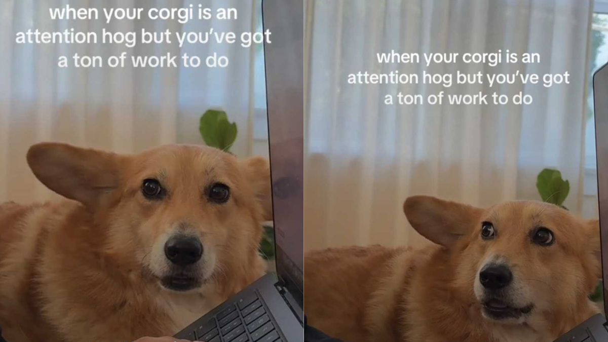 Video: ‘Attention Hog’ Corgi Successfully Distracts Owner From Doing ...