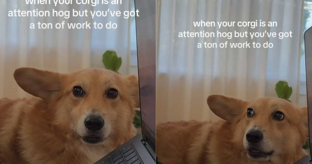 Video: ‘Attention Hog’ Corgi Successfully Distracts Owner From Doing ...